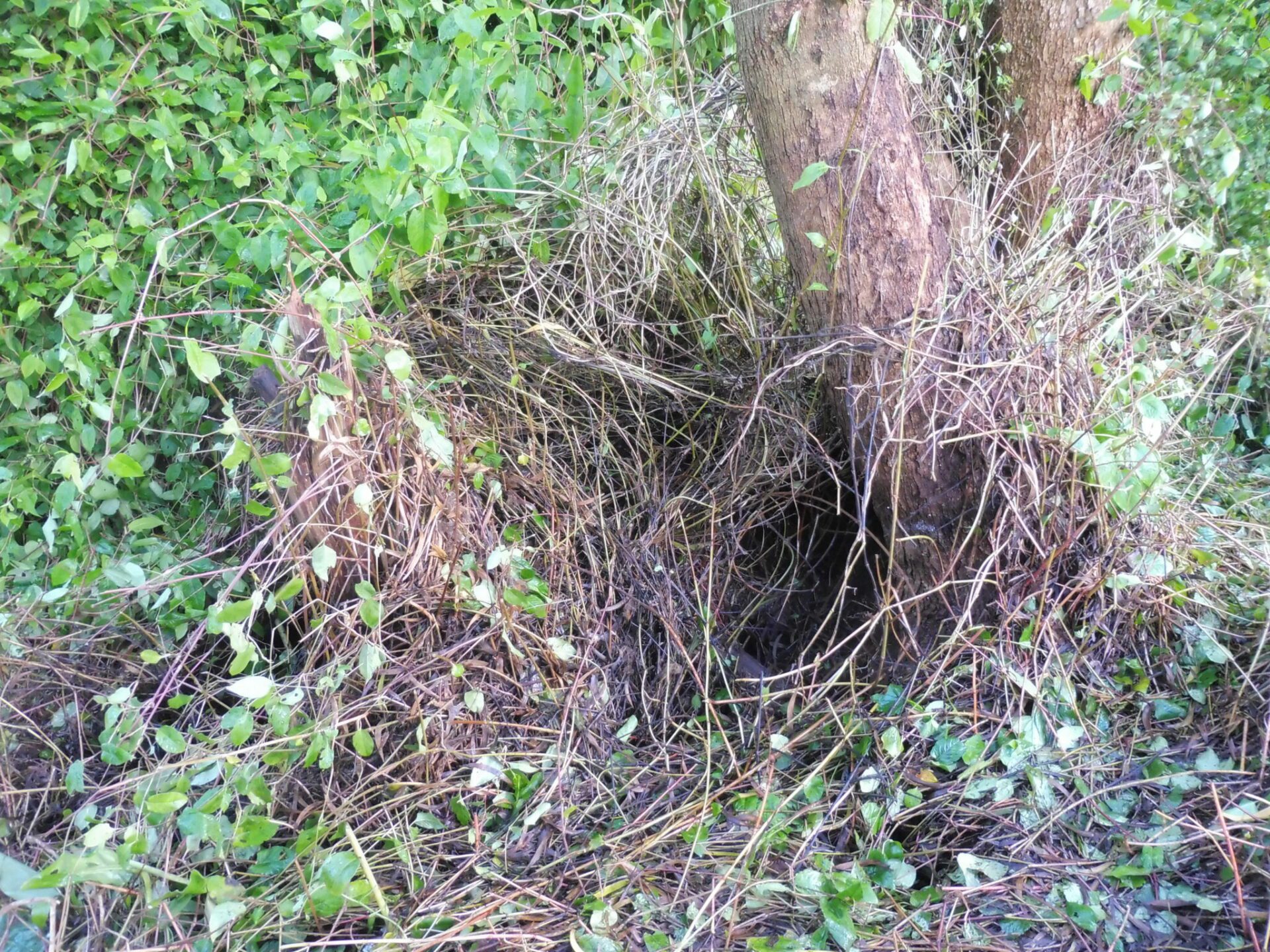 [Plantes invasives] Qui protège nos forêts