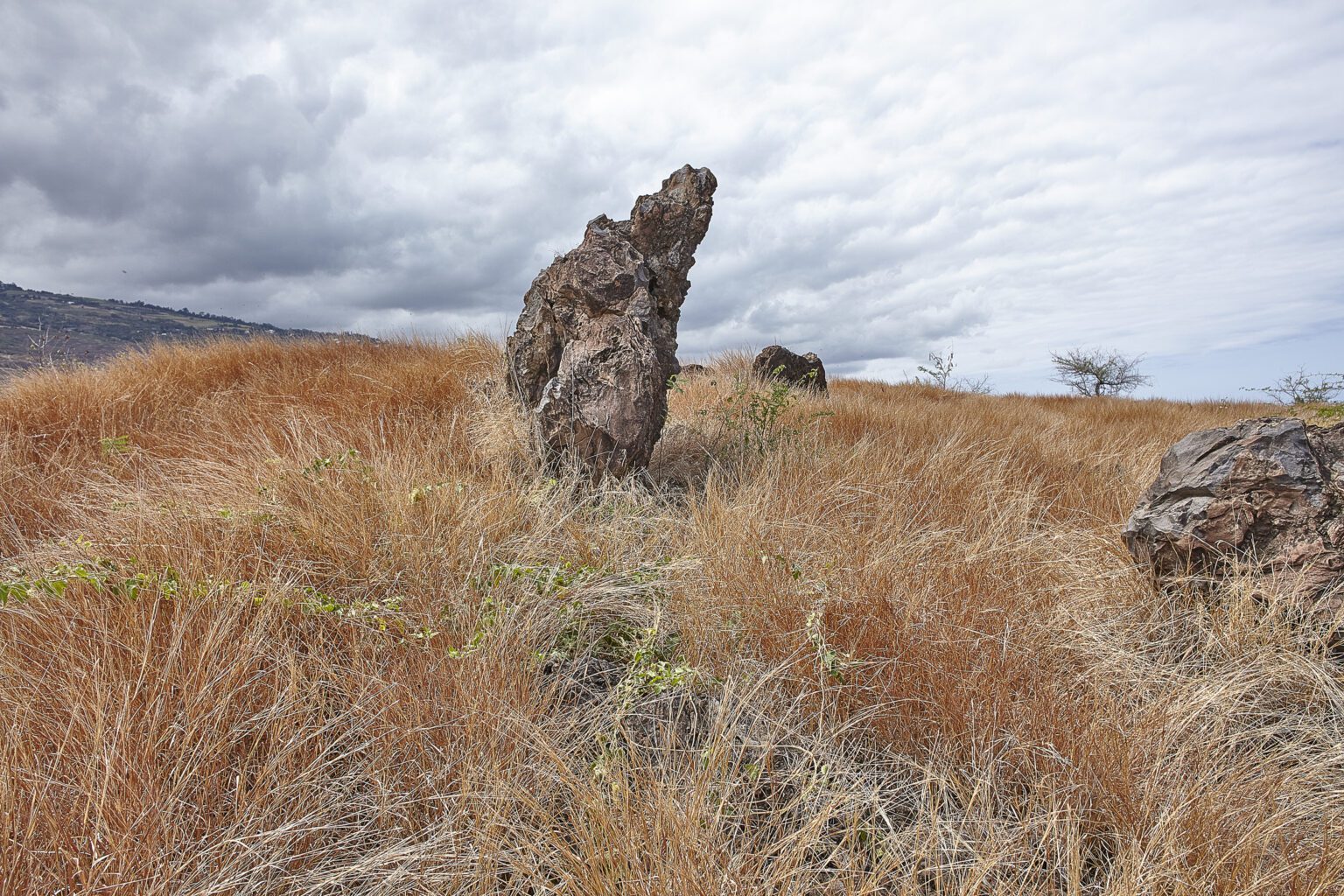 [Aménagement] Chantier sur le dernier fragment de savane